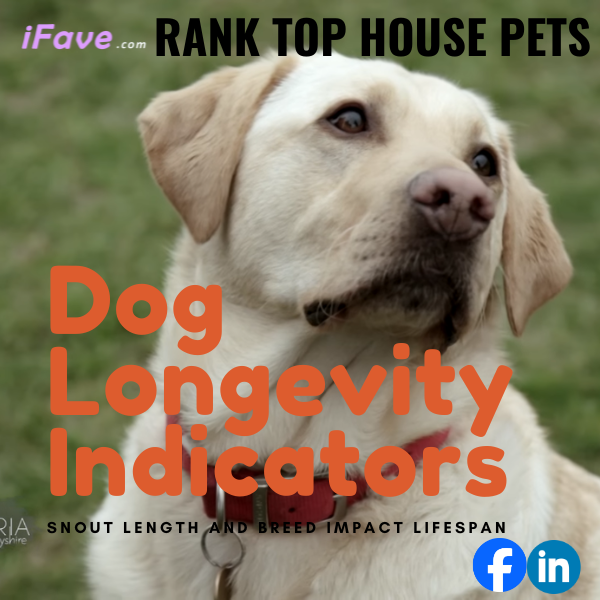 Dog Longevity Indicators: Snout Length and Breed Impact Lifespan ...